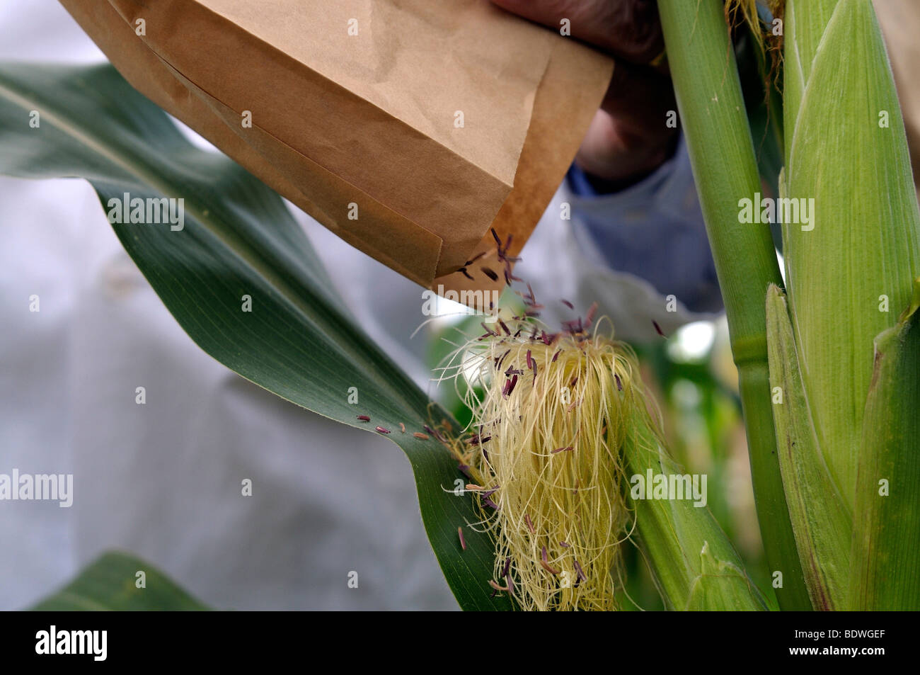 Zea mays female flowers hi-res stock photography and images - Alamy