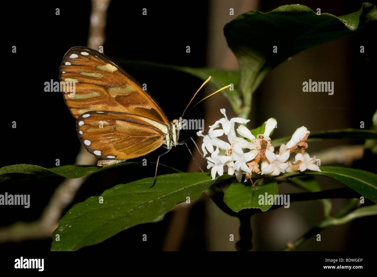 Brush-footed butterfly, order Lepidoptera family Nymphalidae, feeding ...