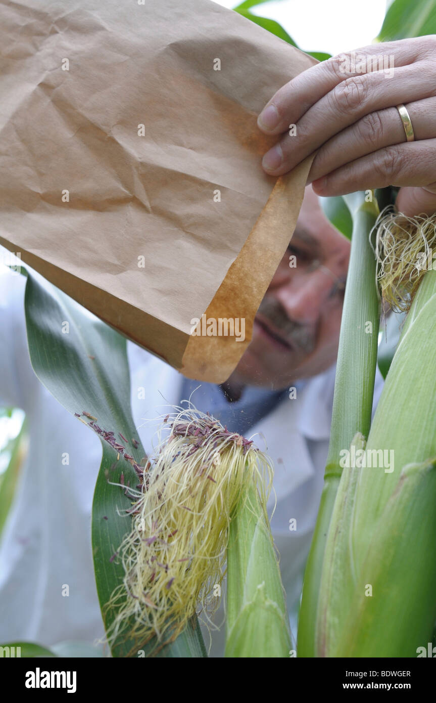 Prof. Dr. Melchinger, hybrid research, distributing collected pollen on ...