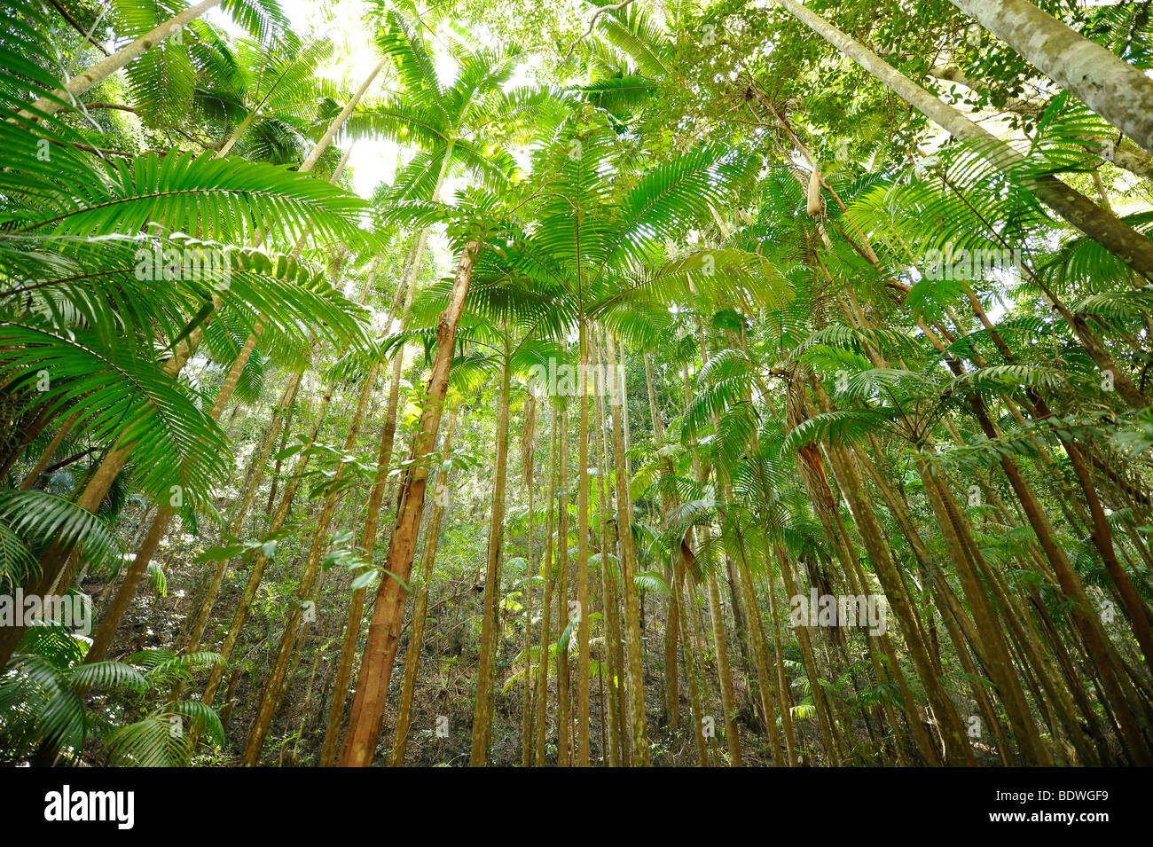Tree ferns temperate rainforest hi-res stock photography and images - Alamy