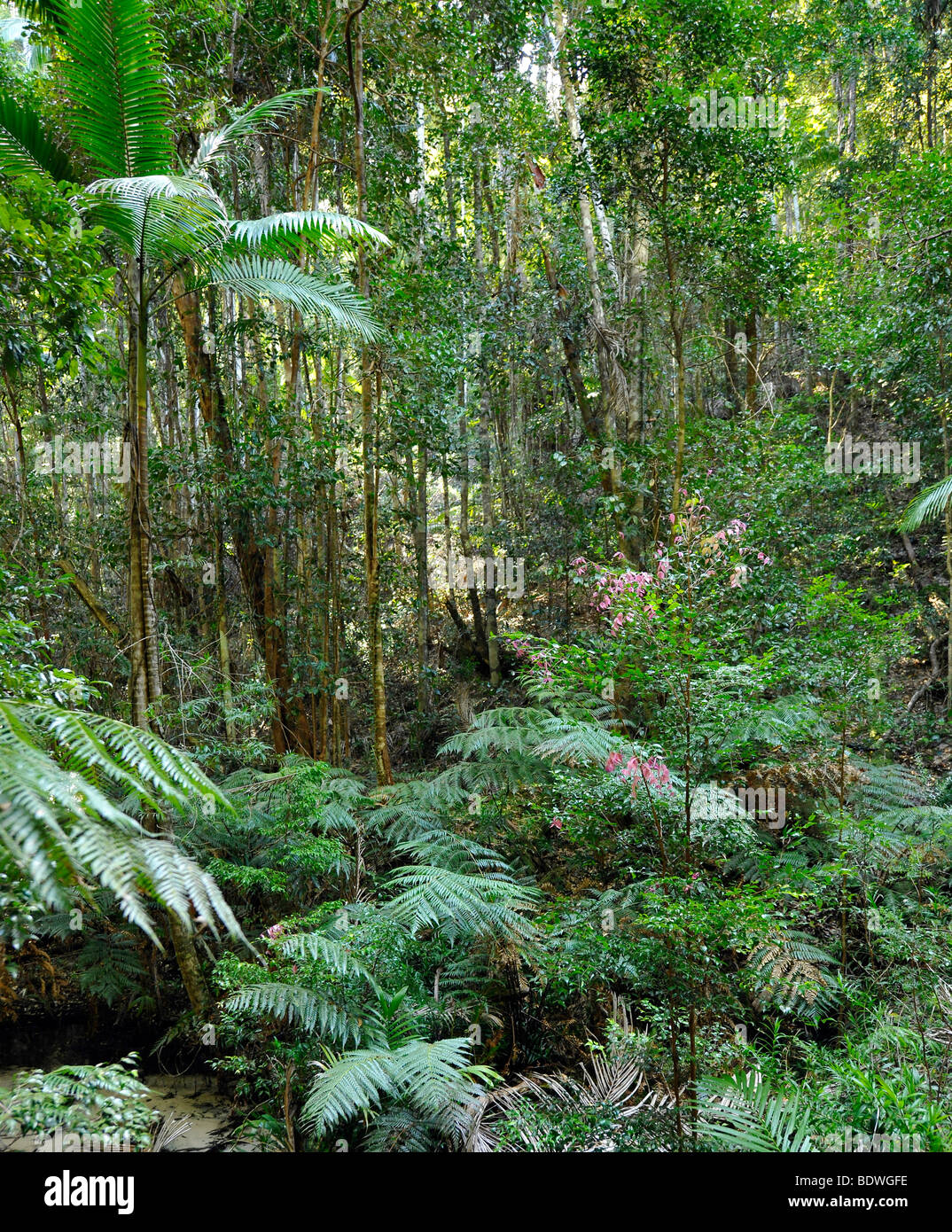 Tree Ferns (Cyatheales), temperate rainforest, UNESCO World Natural ...