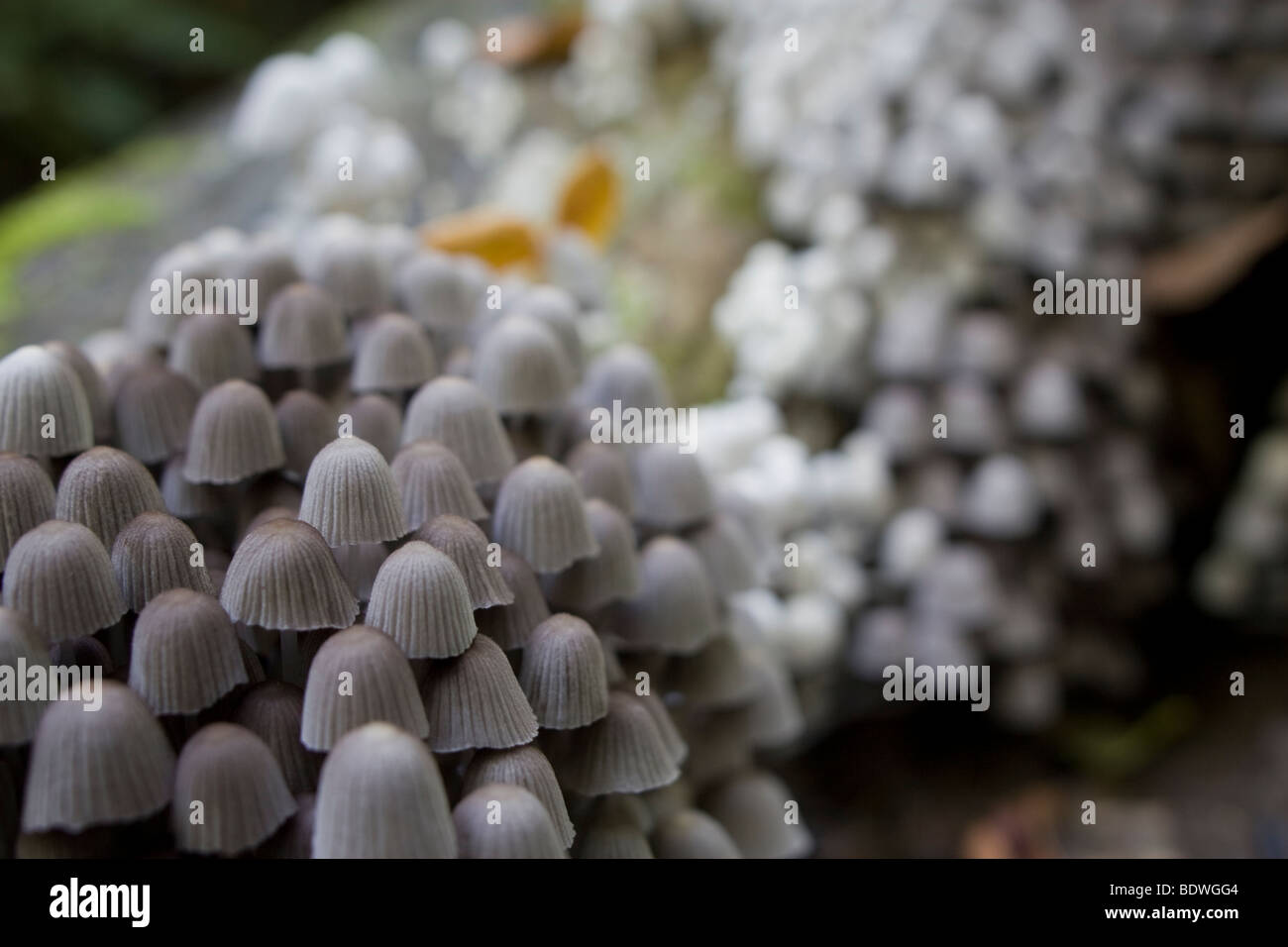Patch of mushrooms. Photographed in the mountains of Costa Rica Stock ...