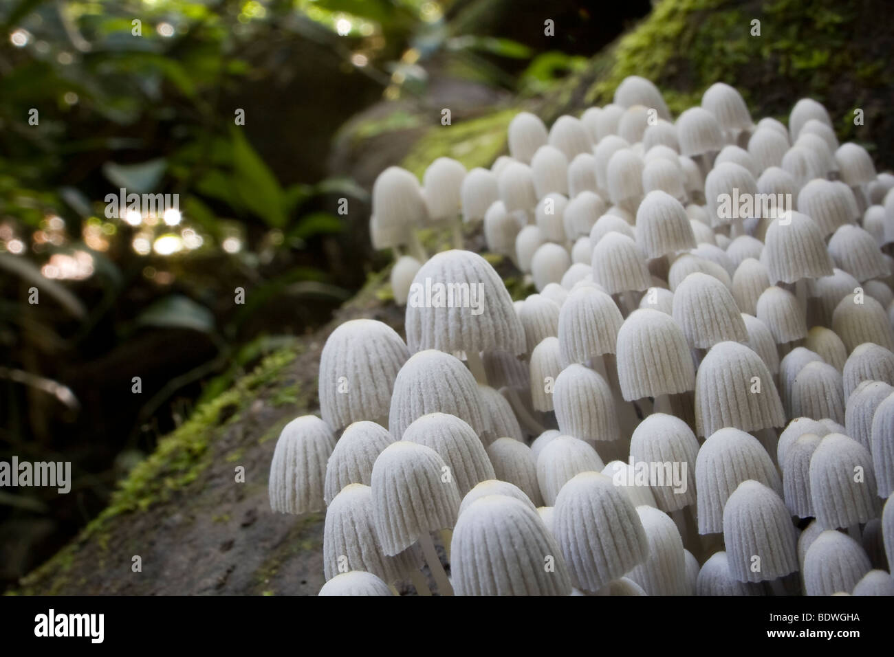 Patch of mushrooms. Photographed in the mountains of Costa Rica Stock ...