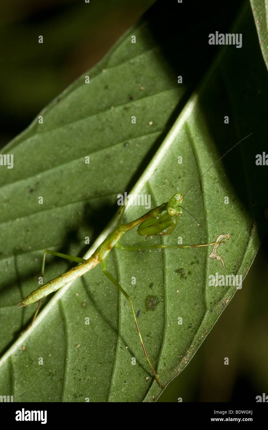 Tropical praying mantis, order Mantodea, in the cloud forests of ...