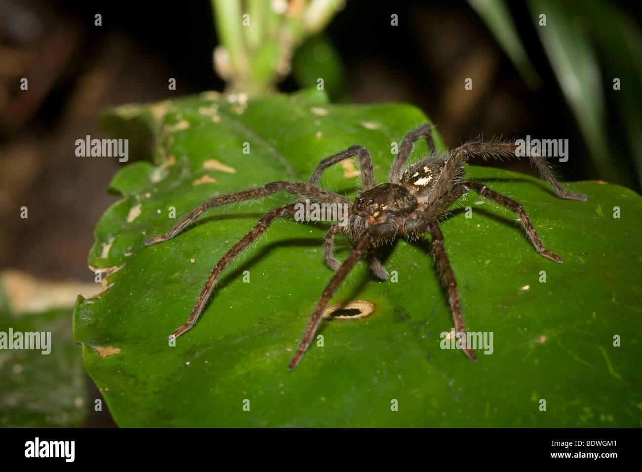 Spider side view hi-res stock photography and images - Alamy