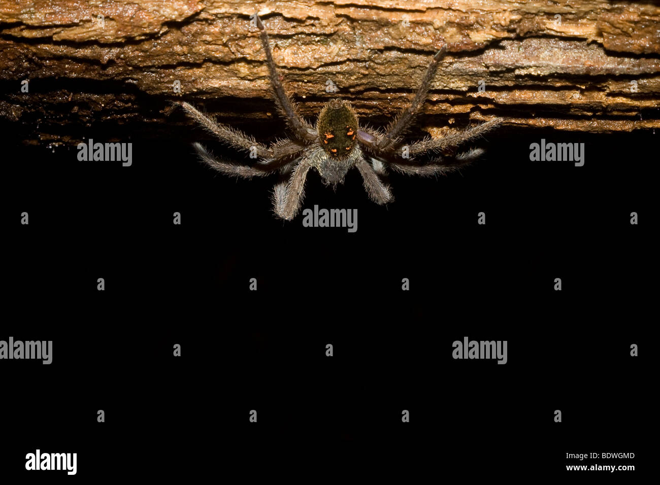 Tropical spider. Photographed in Costa Rica Stock Photo - Alamy