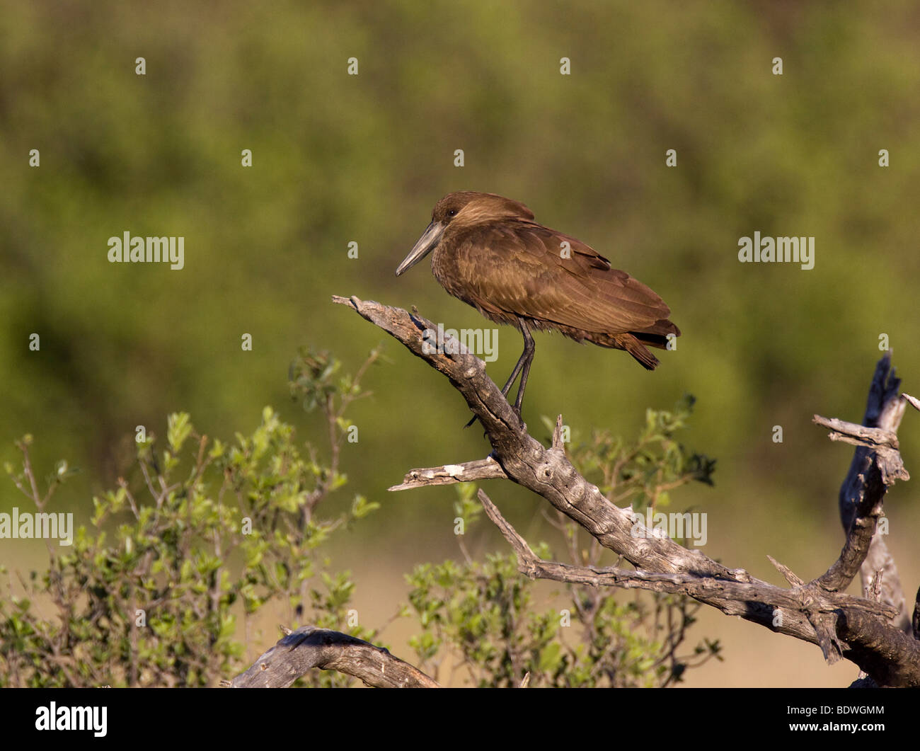 Hammerhead Stork (Scopus umbretta), Moremi National Park, Moremi ...
