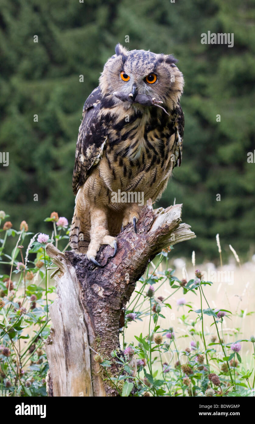 Eagle with mouse hi-res stock photography and images - Alamy