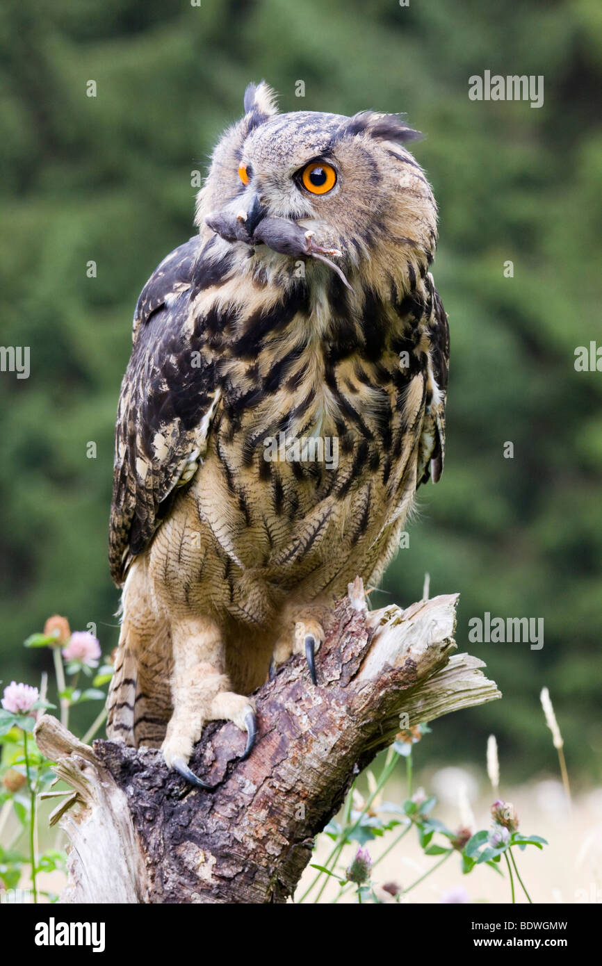Eagle with mouse hi-res stock photography and images - Alamy