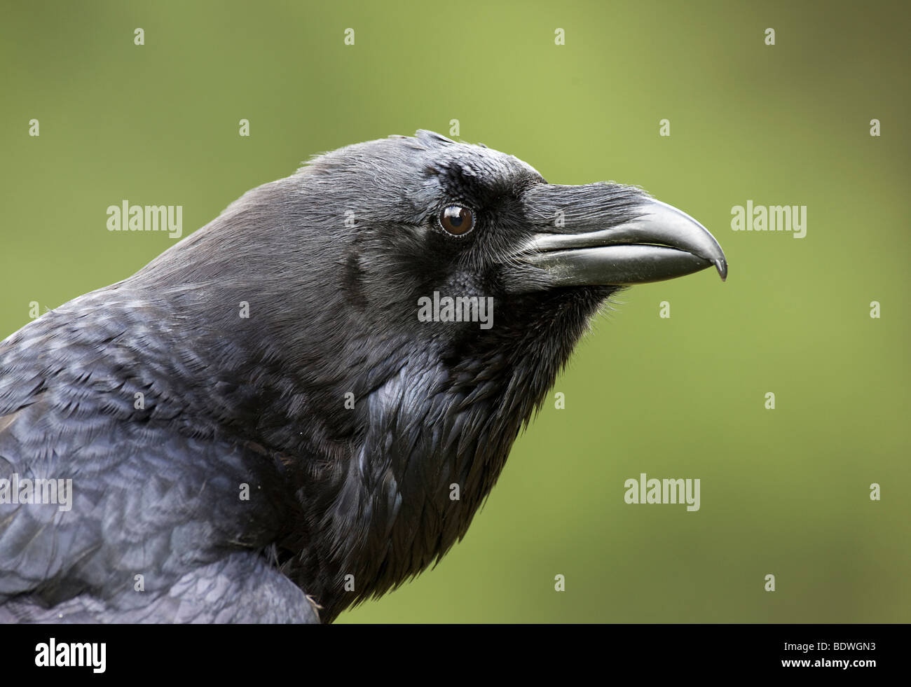 Raven portraits hi-res stock photography and images - Alamy