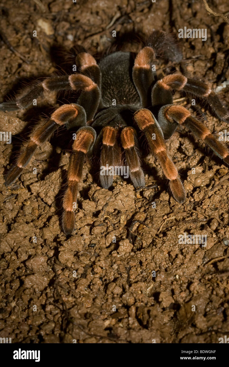 Megaphobema mesomelas, the Costa Rican redleg tarantula. Photographed ...