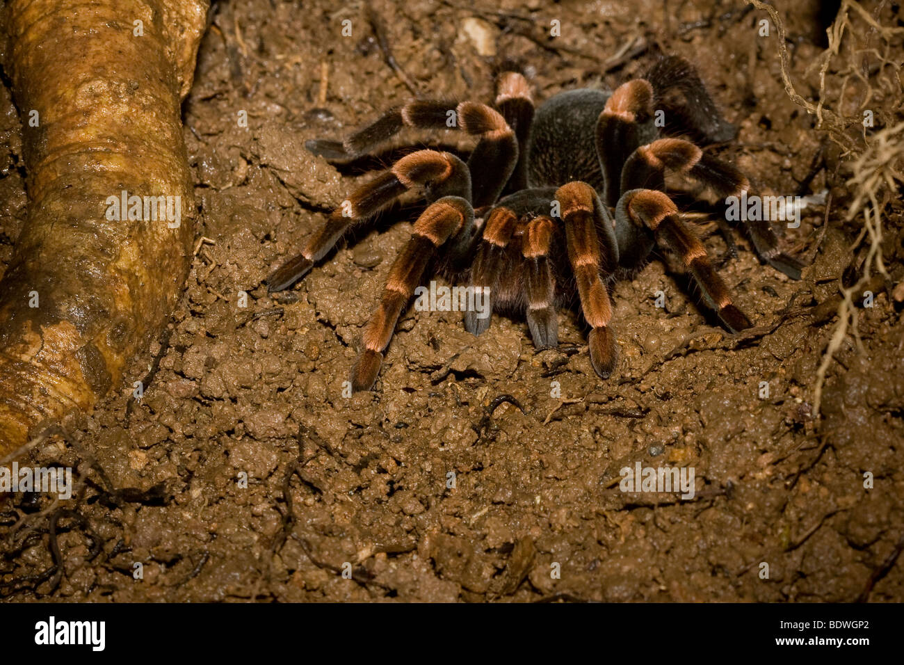 Megaphobema mesomelas, the Costa Rican redleg tarantula. Photographed ...