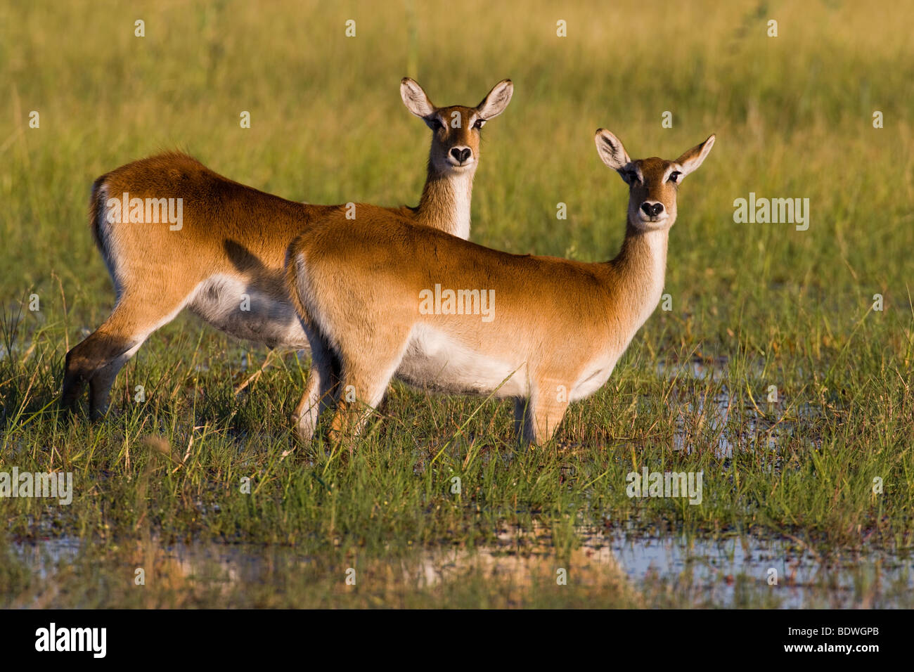 Lechwe kobus leche female botswana hi-res stock photography and images ...