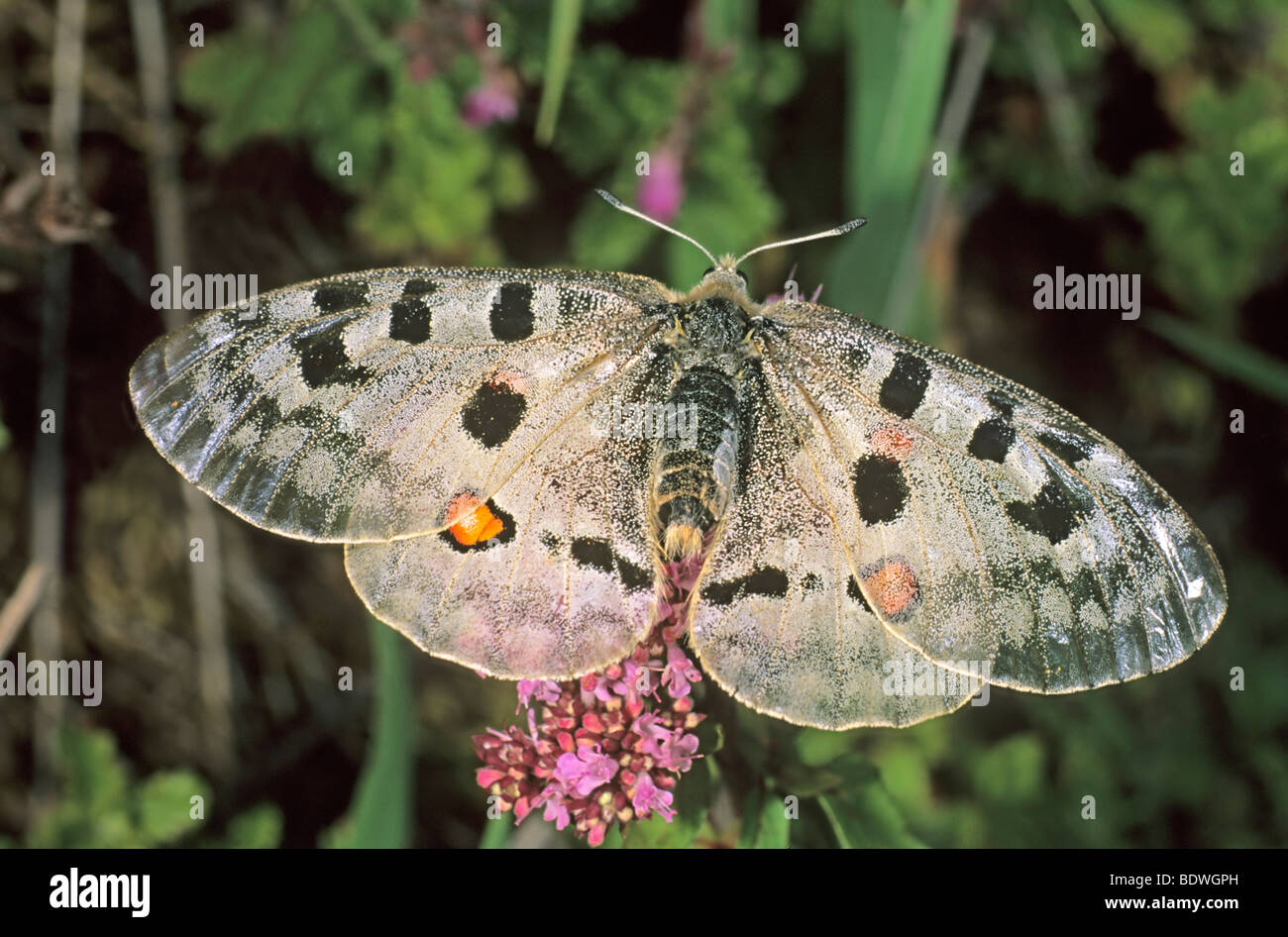 Mountain Apollo butterfly (Parnassius apollo) sucking nectar of ...