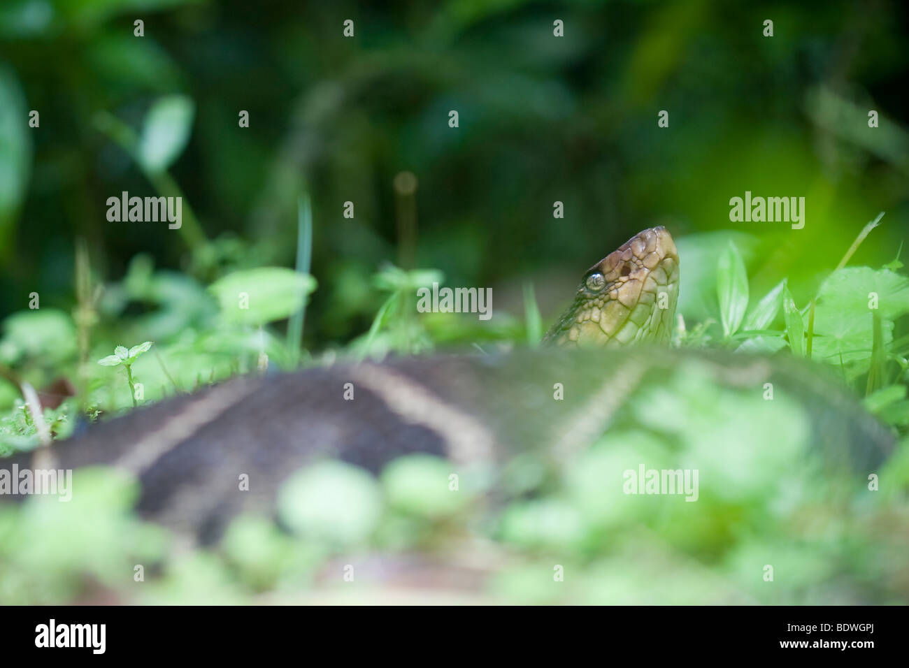 Asper hi-res stock photography and images - Alamy