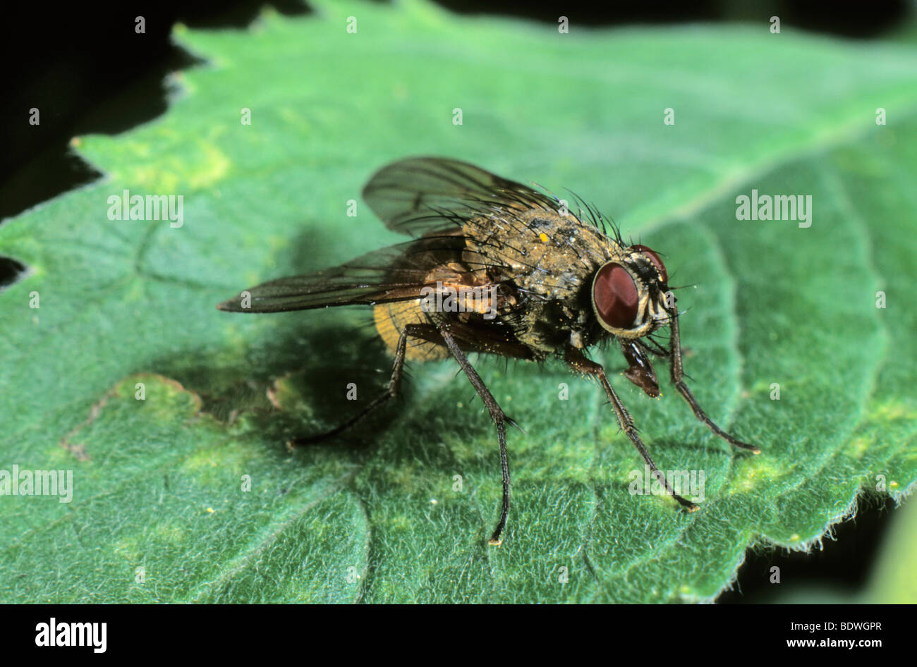 Large housefly (Musca domestica Stock Photo - Alamy