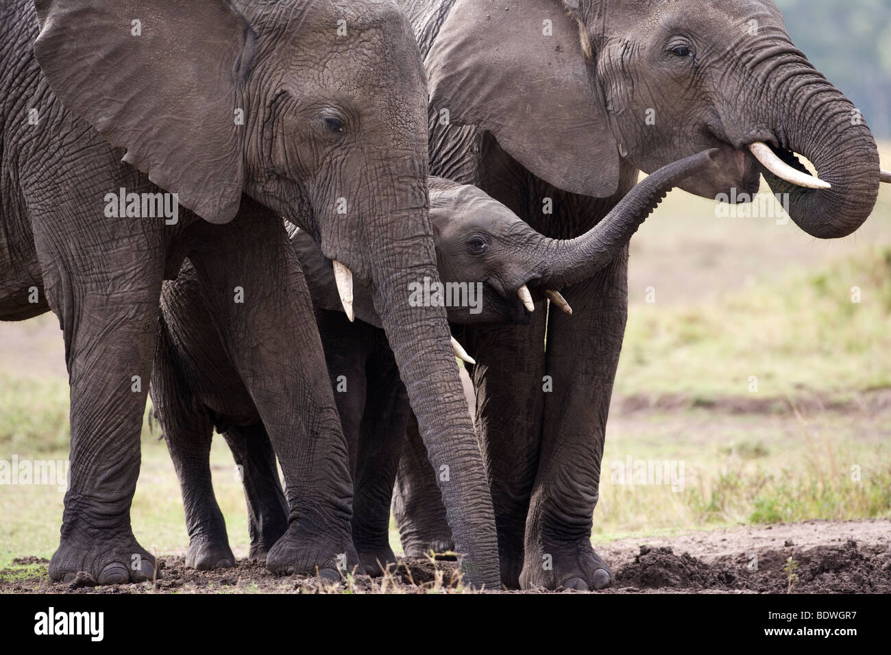 Tiny Baby Elephants
