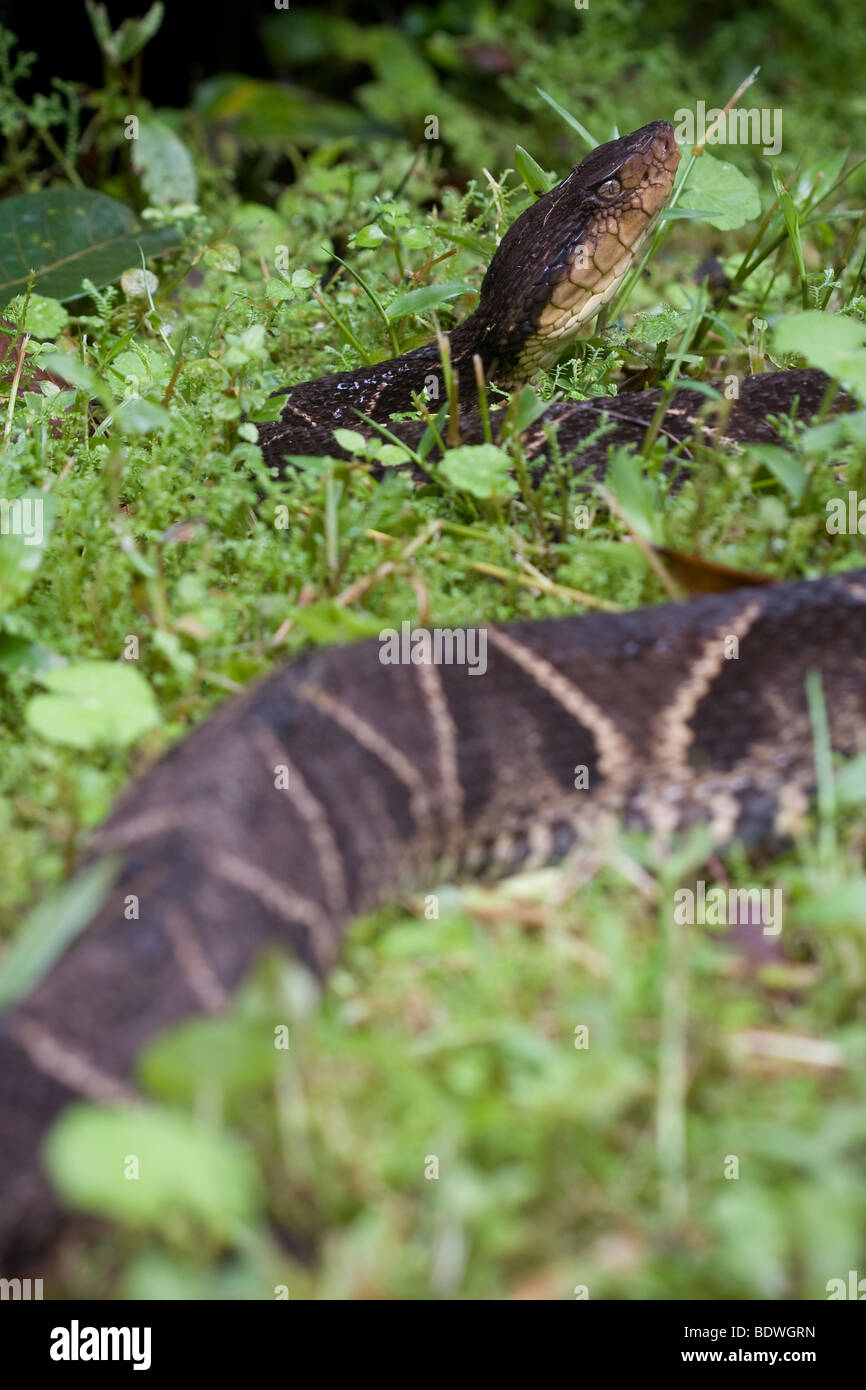 A fer-de-lance viper, Bothrops asper. Photographed in the mountains of ...
