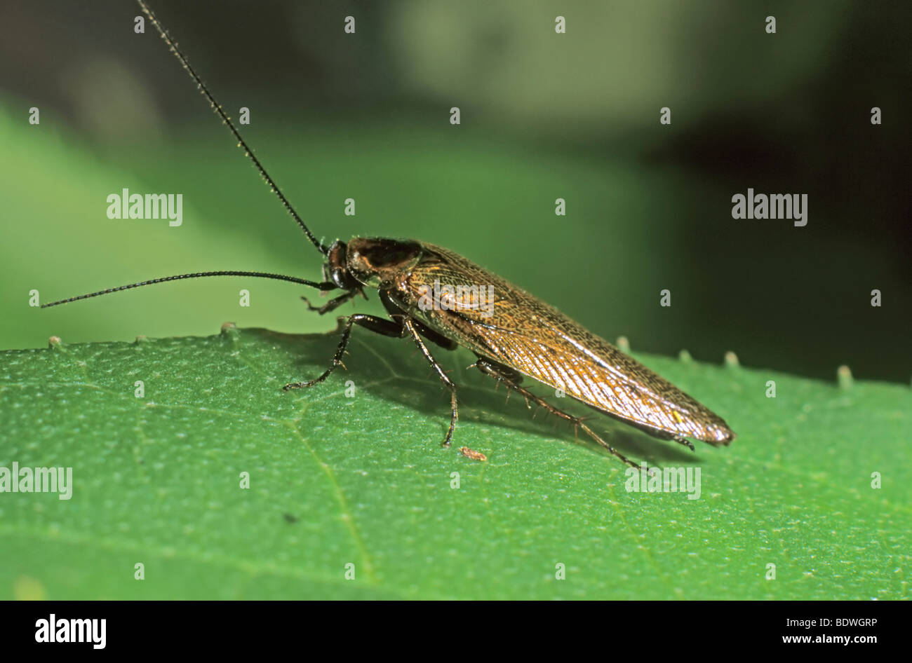 Cockroach hi-res stock photography and images - Alamy
