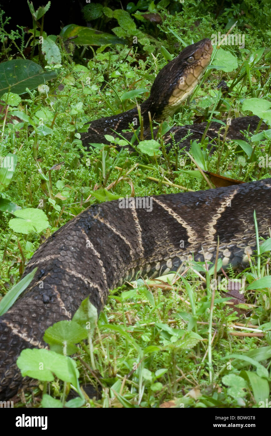A fer-de-lance viper, Bothrops asper. Photographed in the mountains of ...