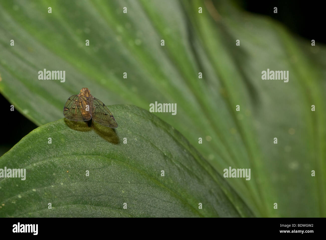 Tropical planthopper in the cloud forests of Monteverde, Costa Rica ...