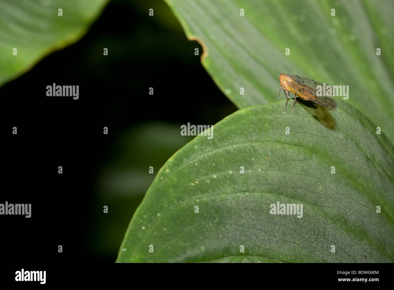 Tropical planthopper in the cloud forests of Monteverde, Costa Rica ...