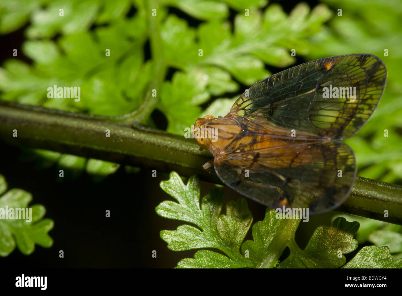 Tropical planthopper in the cloud forests of Monteverde, Costa Rica ...
