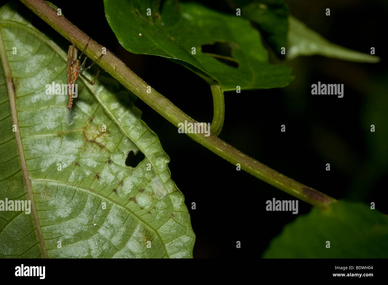 Tropical planthopper in the cloud forests of Monteverde, Costa Rica ...