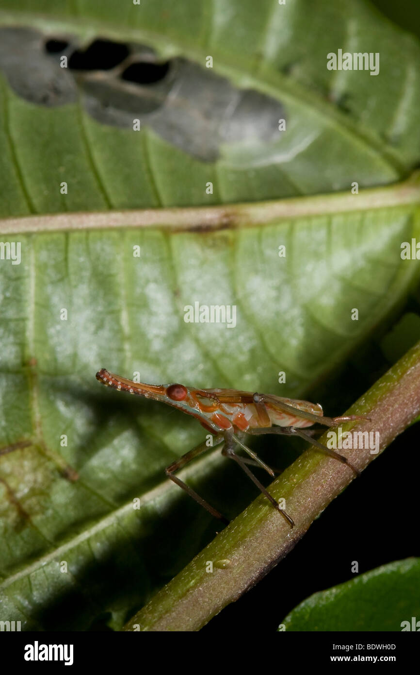 Tropical planthopper in the cloud forests of Monteverde, Costa Rica ...