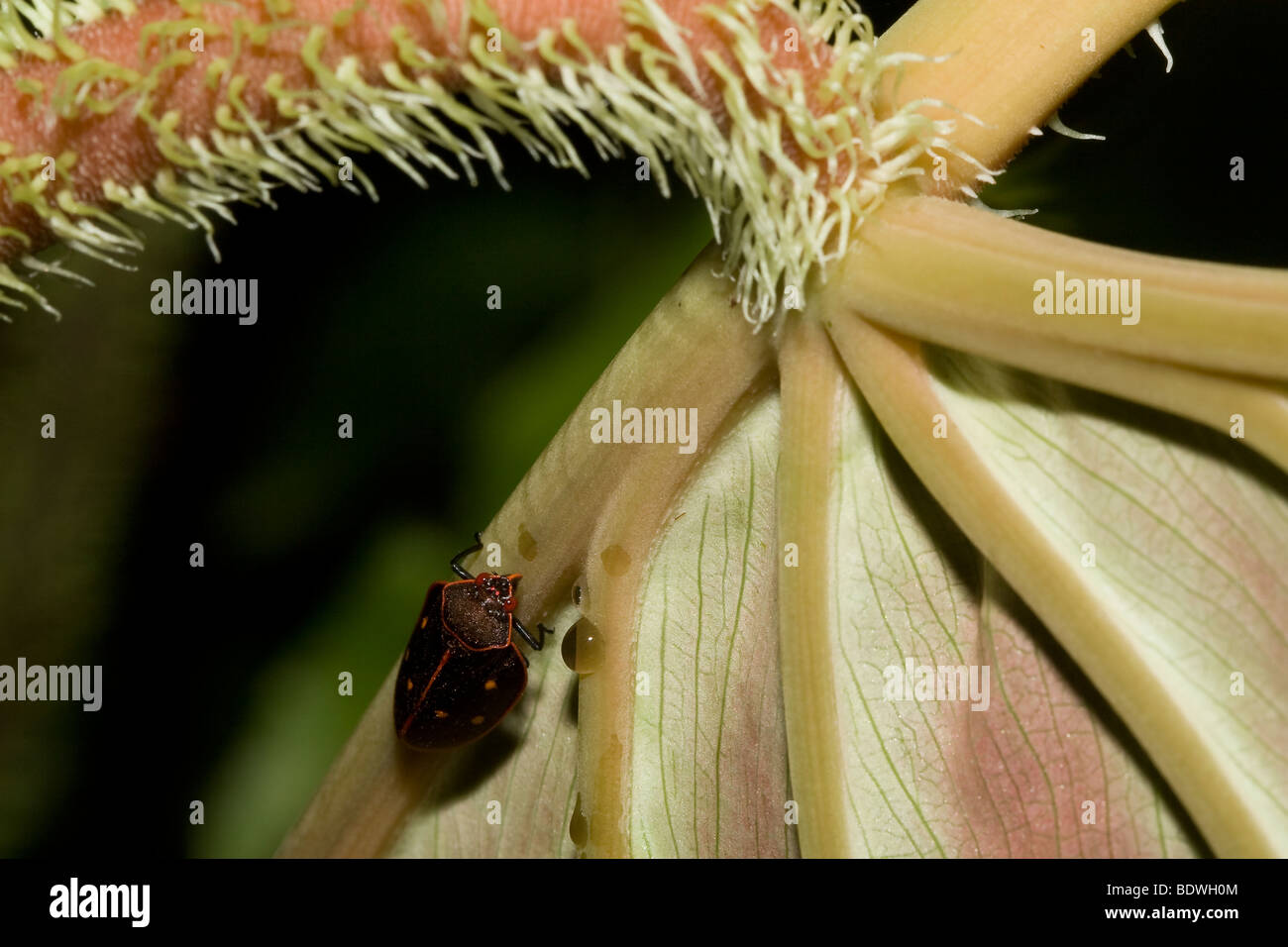 Tropical froghopper, order Hemiptera, family Cercopidae. Photographed ...