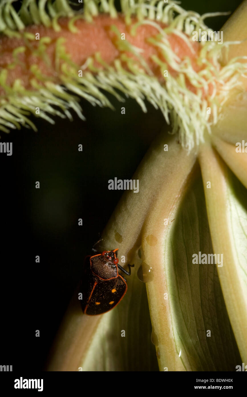 Tropical froghopper, order Hemiptera, family Cercopidae. Photographed ...