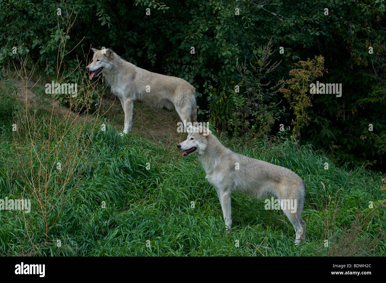 A pair of curious Timber Wolves Stock Photo - Alamy
