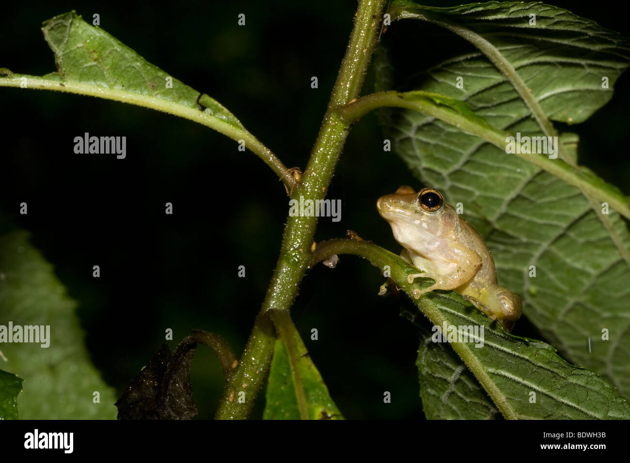 Fitzingers robber frog hi-res stock photography and images - Alamy