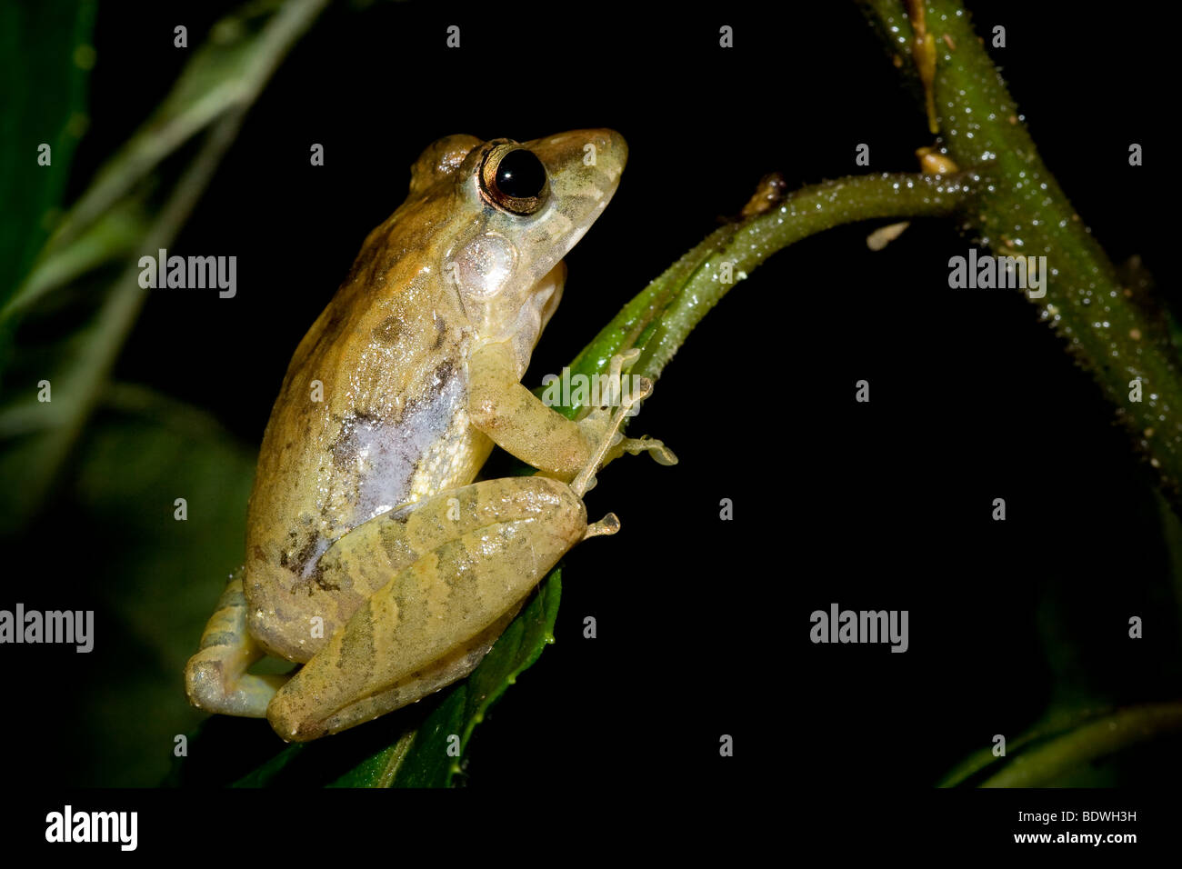 Fitzingers robber frog hi-res stock photography and images - Alamy