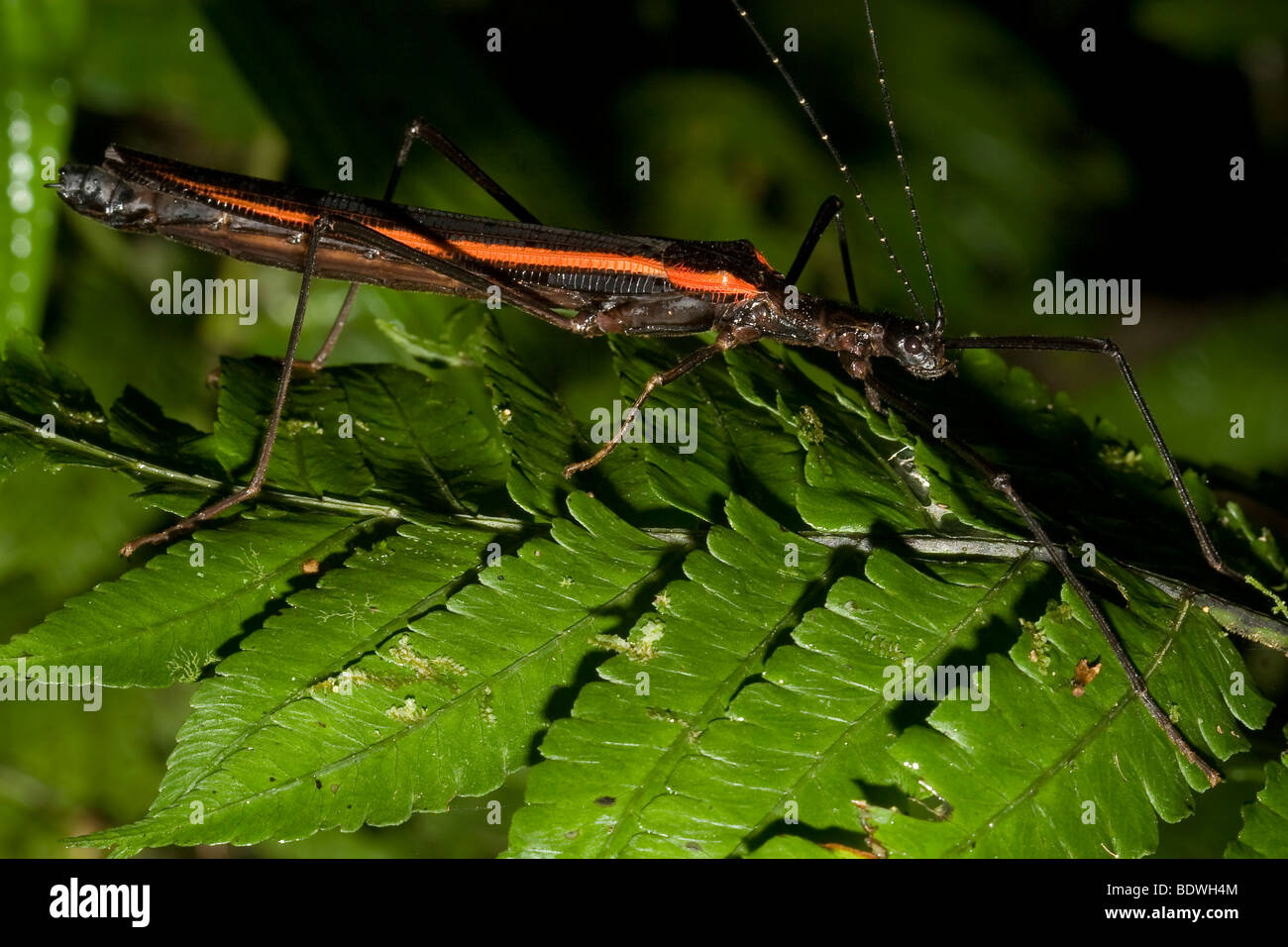 Tropical stick insect. Photographed in Costa Rica Stock Photo - Alamy