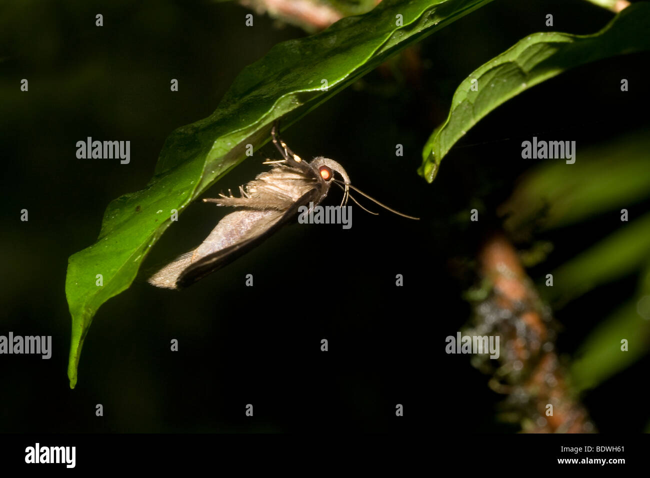 Moth, order Lepidoptera, at rest. Photographed in the mountains of ...