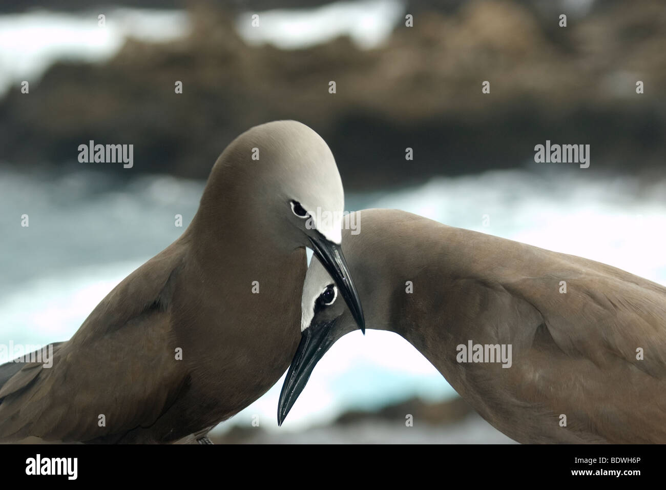 Behavior care hi-res stock photography and images - Alamy