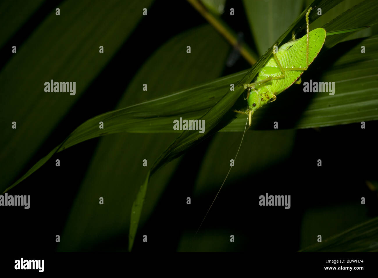 Rhinoceros katydid copiphora rhinoceros hi-res stock photography and ...