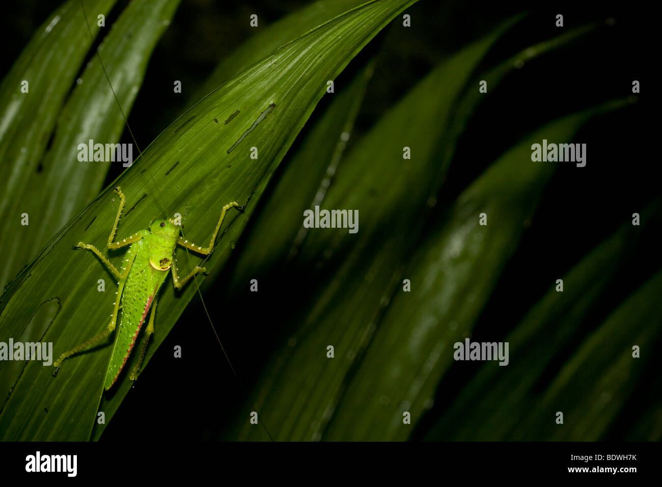 Rhinoceros spearbearer katydid (Copiphora rhinoceros) a predatory ...