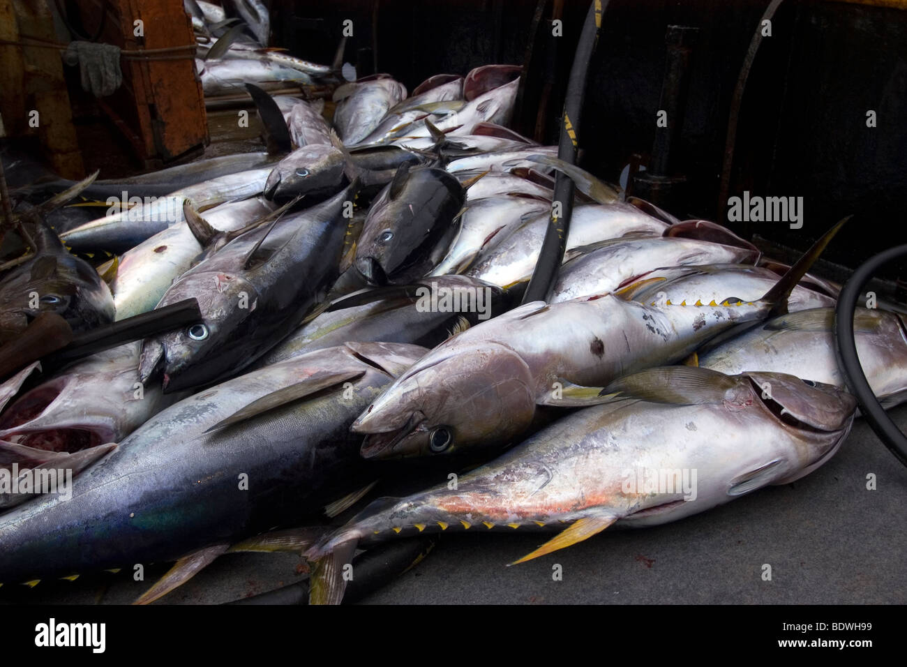 Commercial Longline Fishing Vessel High Resolution Stock Photography ...