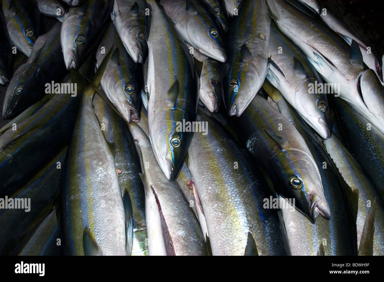 Rainbow runners, Offshore commercial longline tuna fishing, Brazil ...