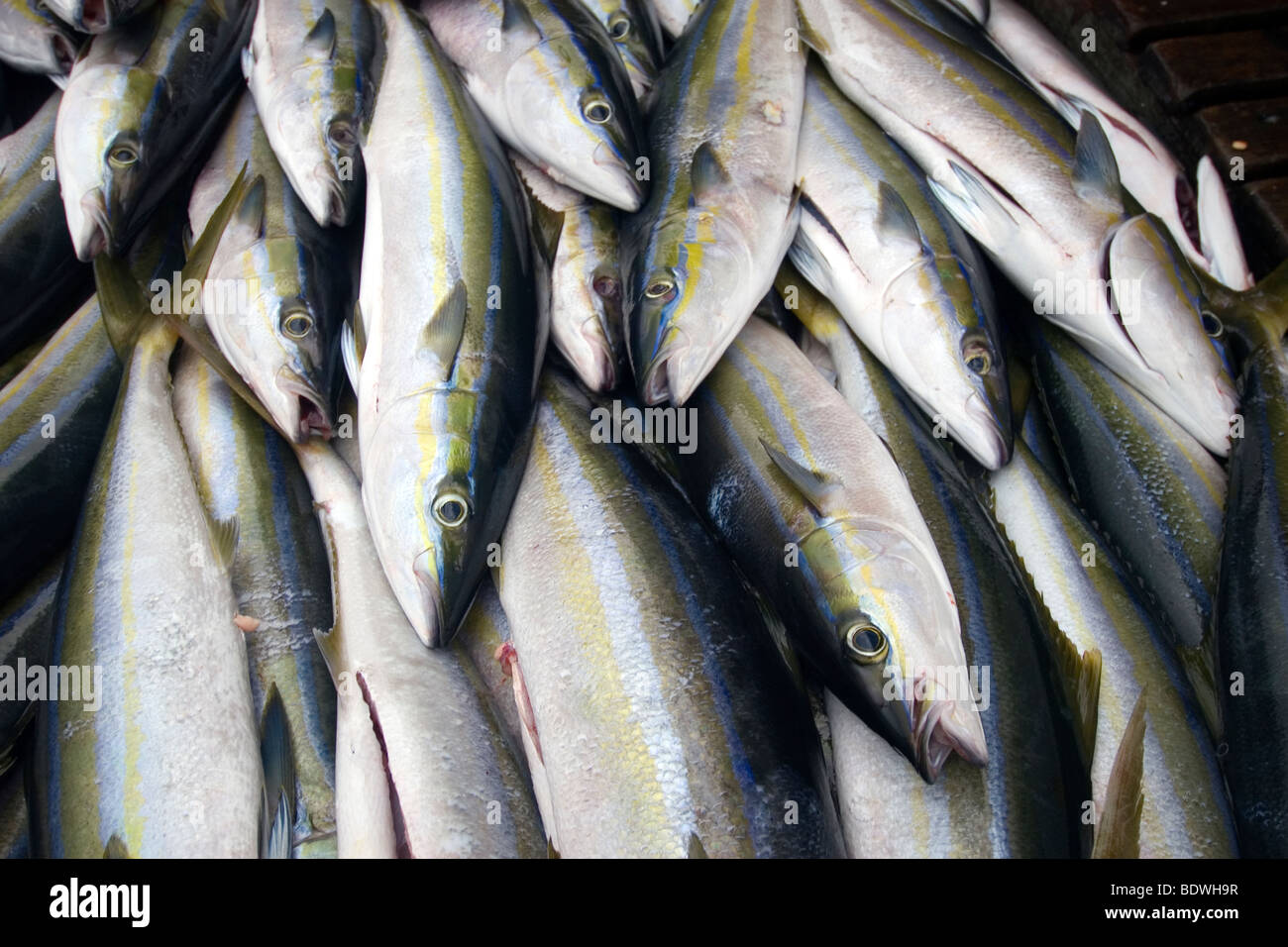Rainbow runners, Offshore commercial longline tuna fishing, Brazil ...
