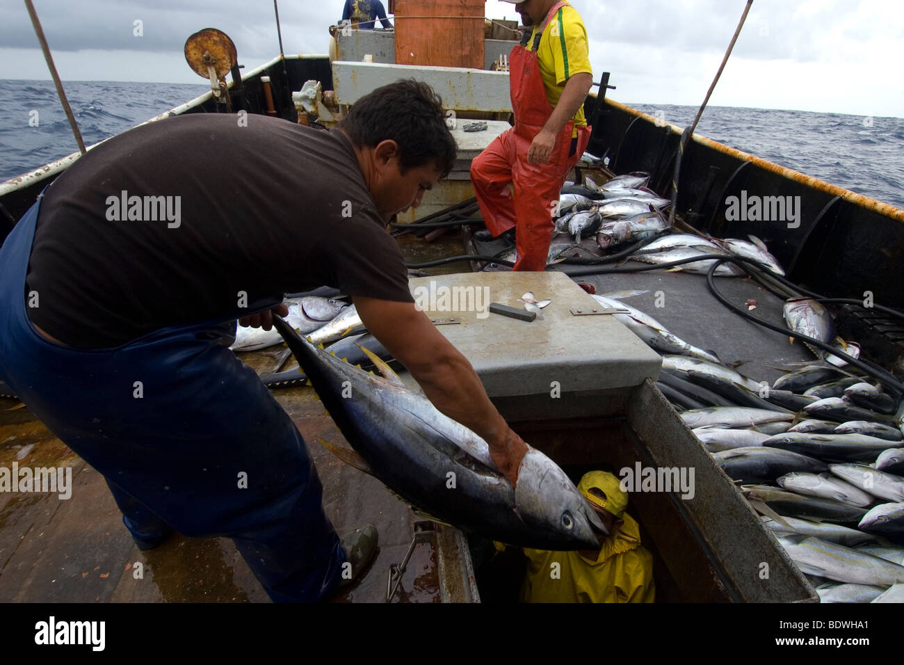 Fishermen store freshly caught tune, Offshore commercial longline tuna ...