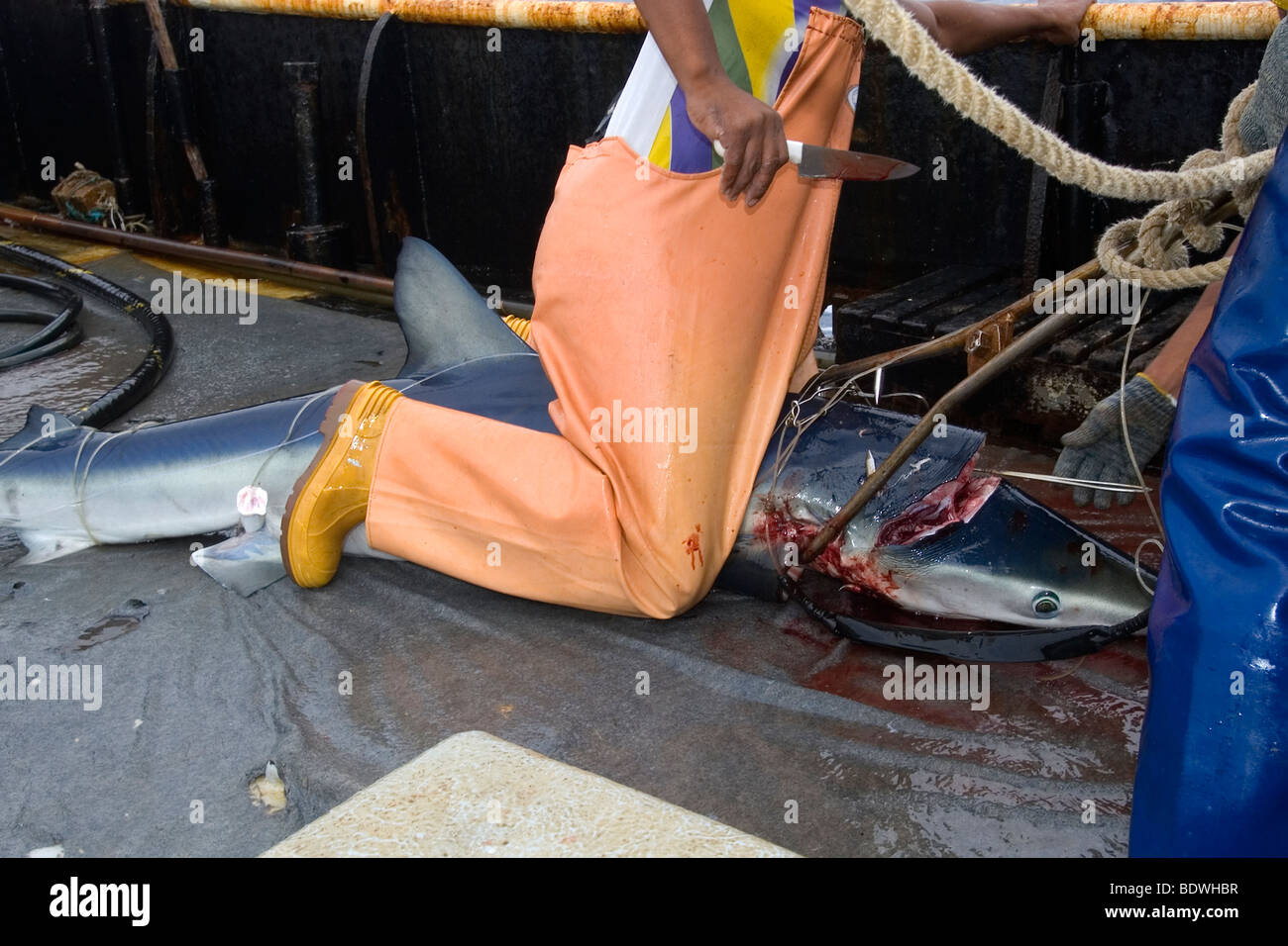 Sacrifice of blue shark, Prionace glauca, offshore commercial longline ...