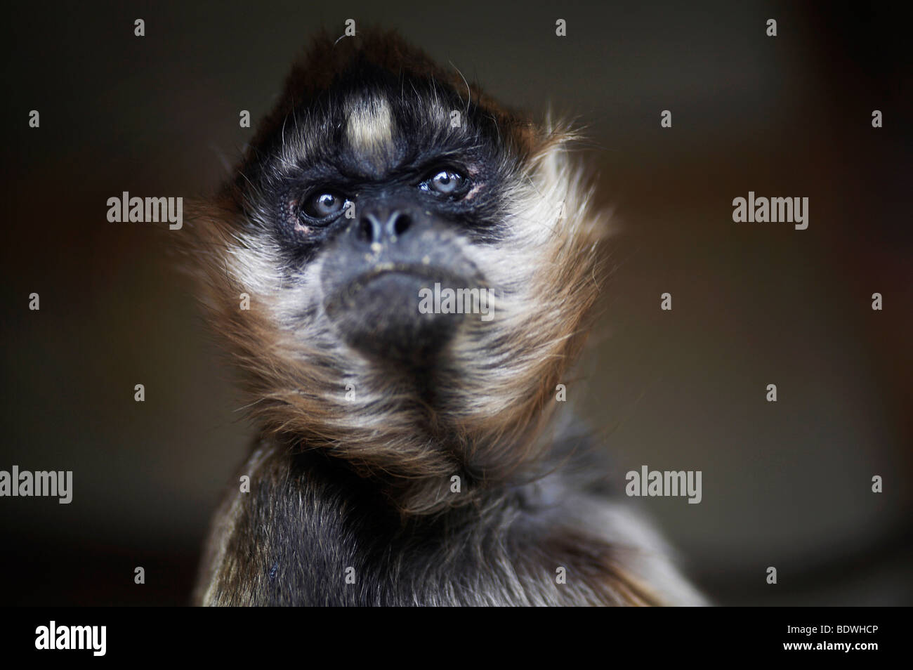 Small monkey, portrait Stock Photo - Alamy