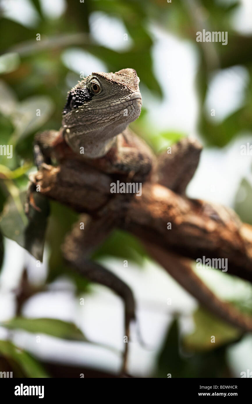Bearded Dragon (Pogona Stock Photo - Alamy