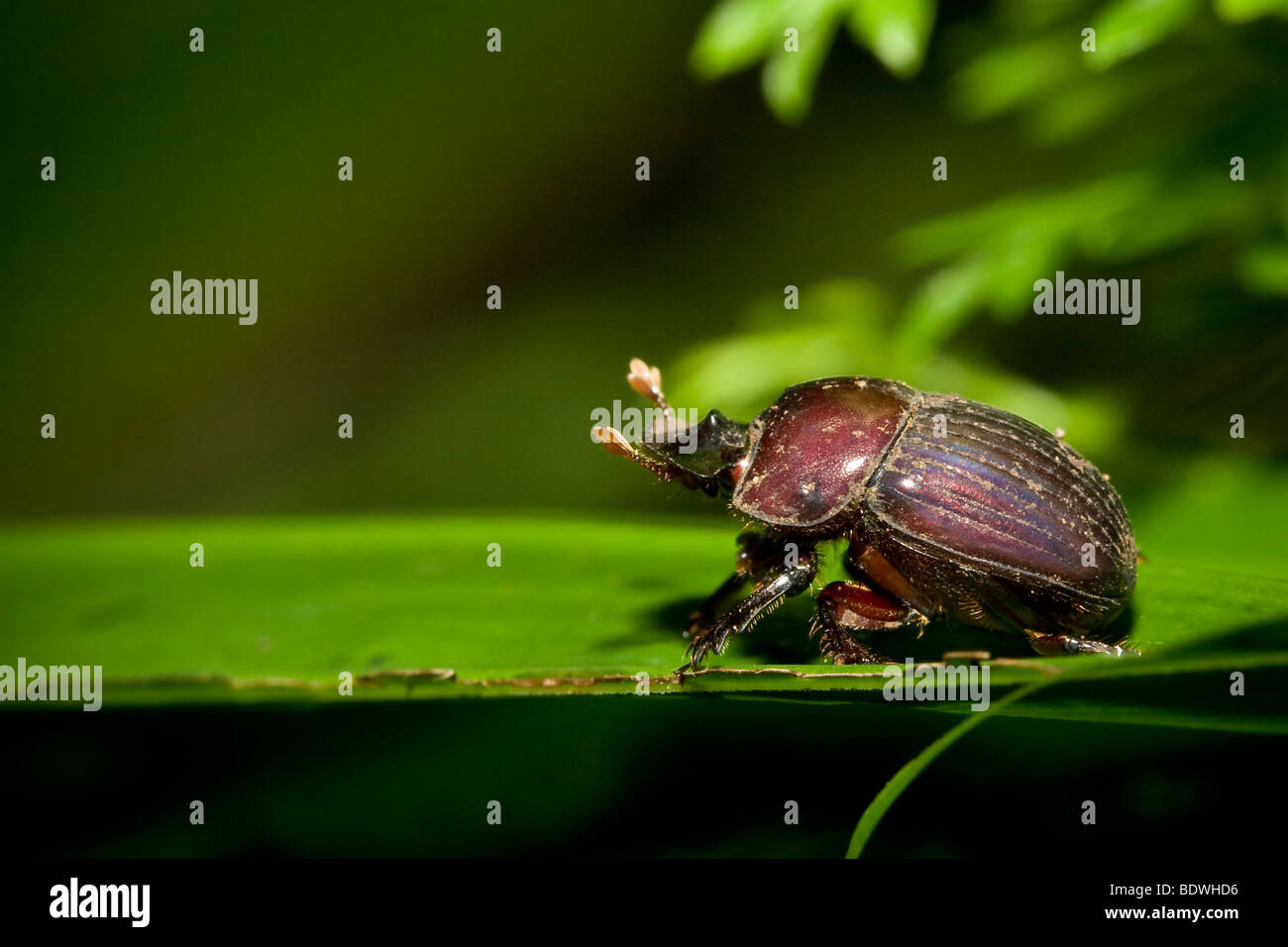 Scarab beetle habitat hi-res stock photography and images - Alamy