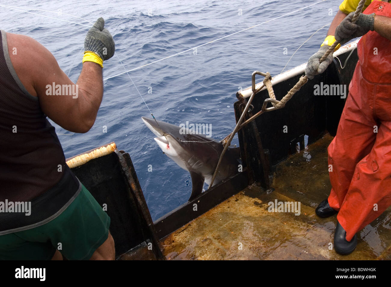 Fishermen capture silky shark, Carcharhinus falcifomes, Offshore ...