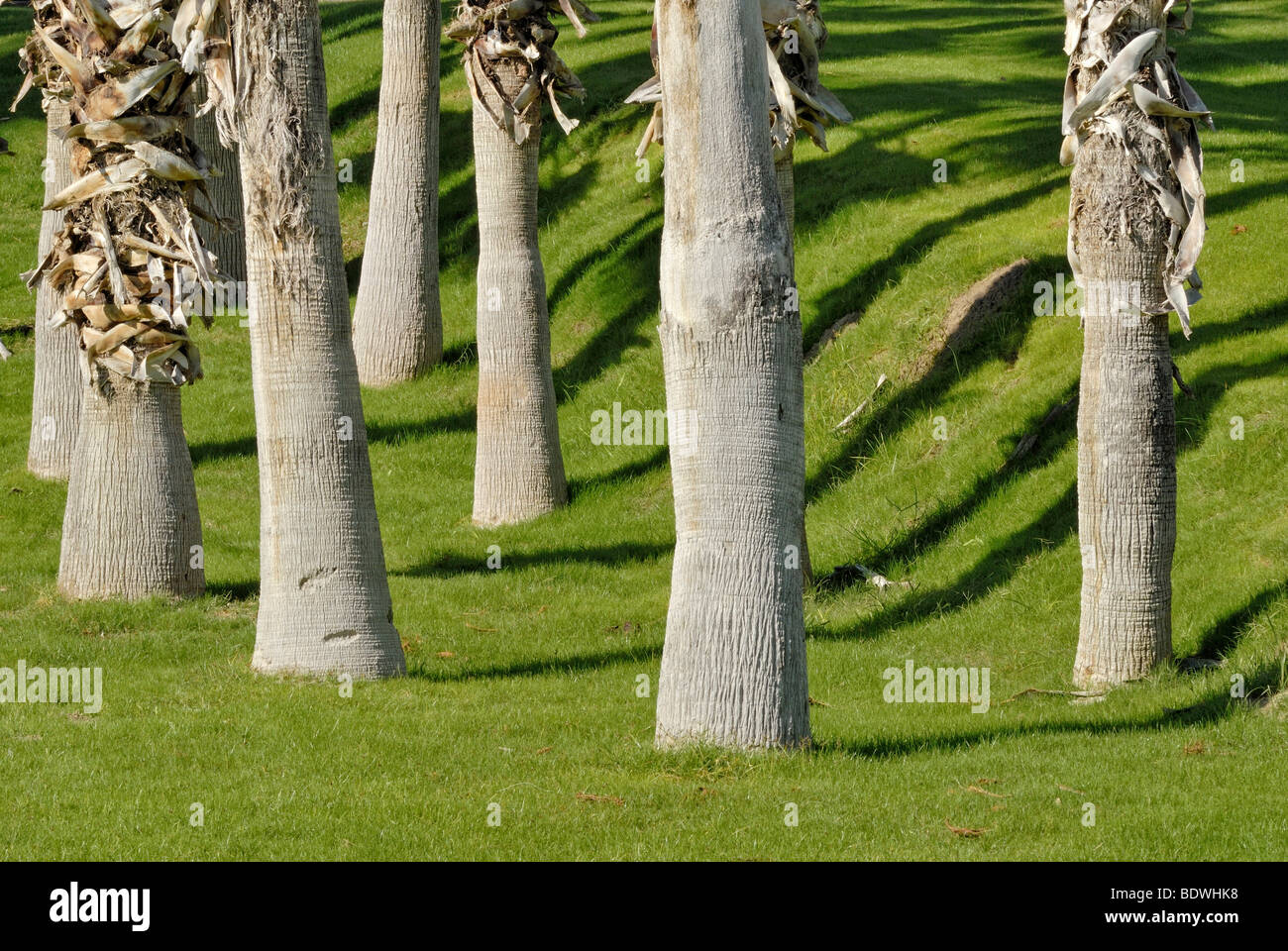 Throwing tree trunks hi-res stock photography and images - Alamy