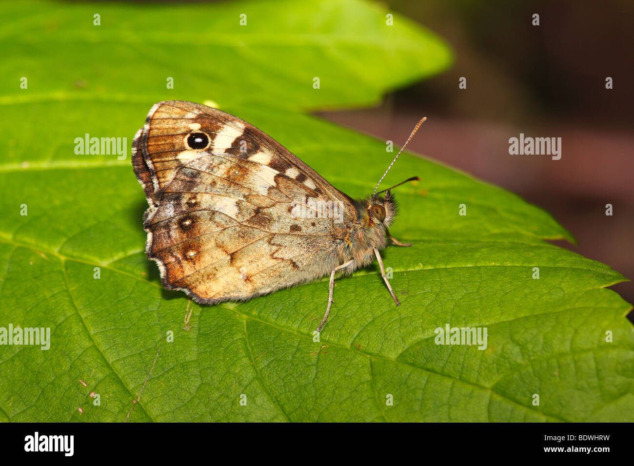 Speckled wood butterfly parage aegeria hi-res stock photography and ...